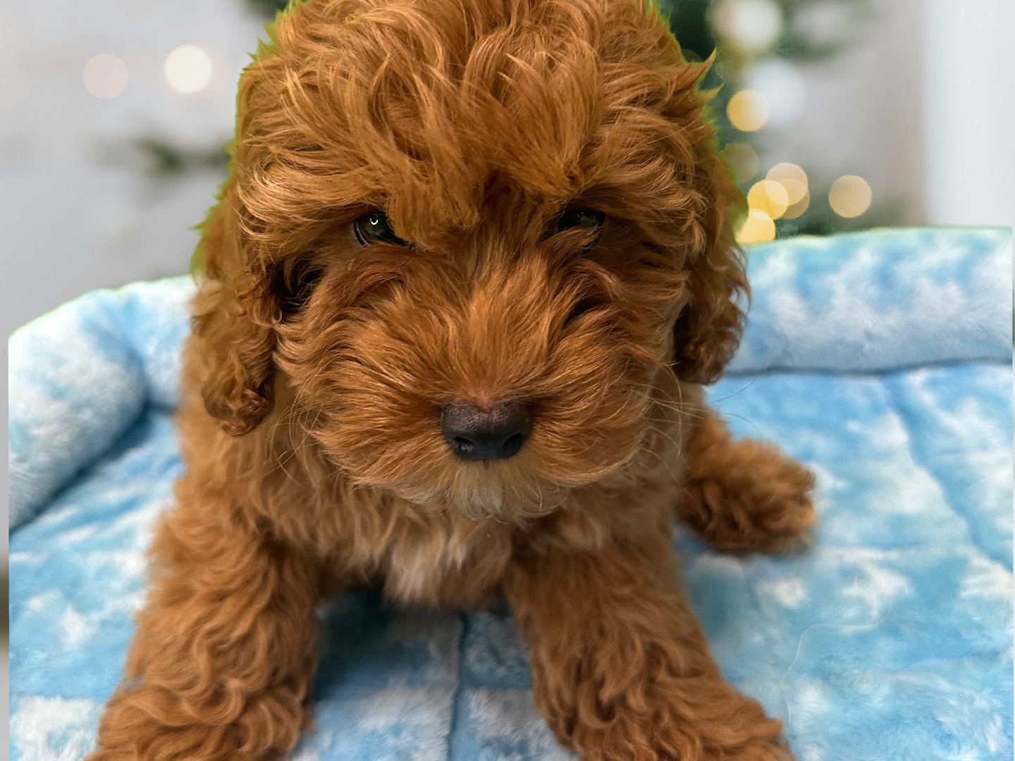 Cockapoo - 2758 - Puppies R Us