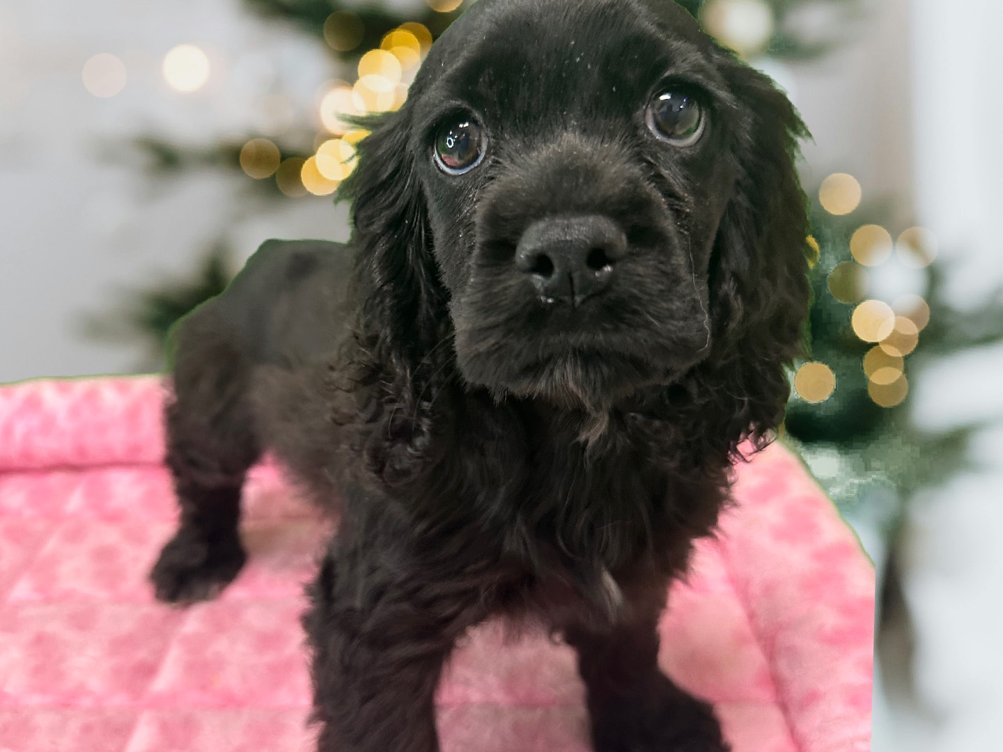Cocker Spaniel - 1497 - Puppies R Us