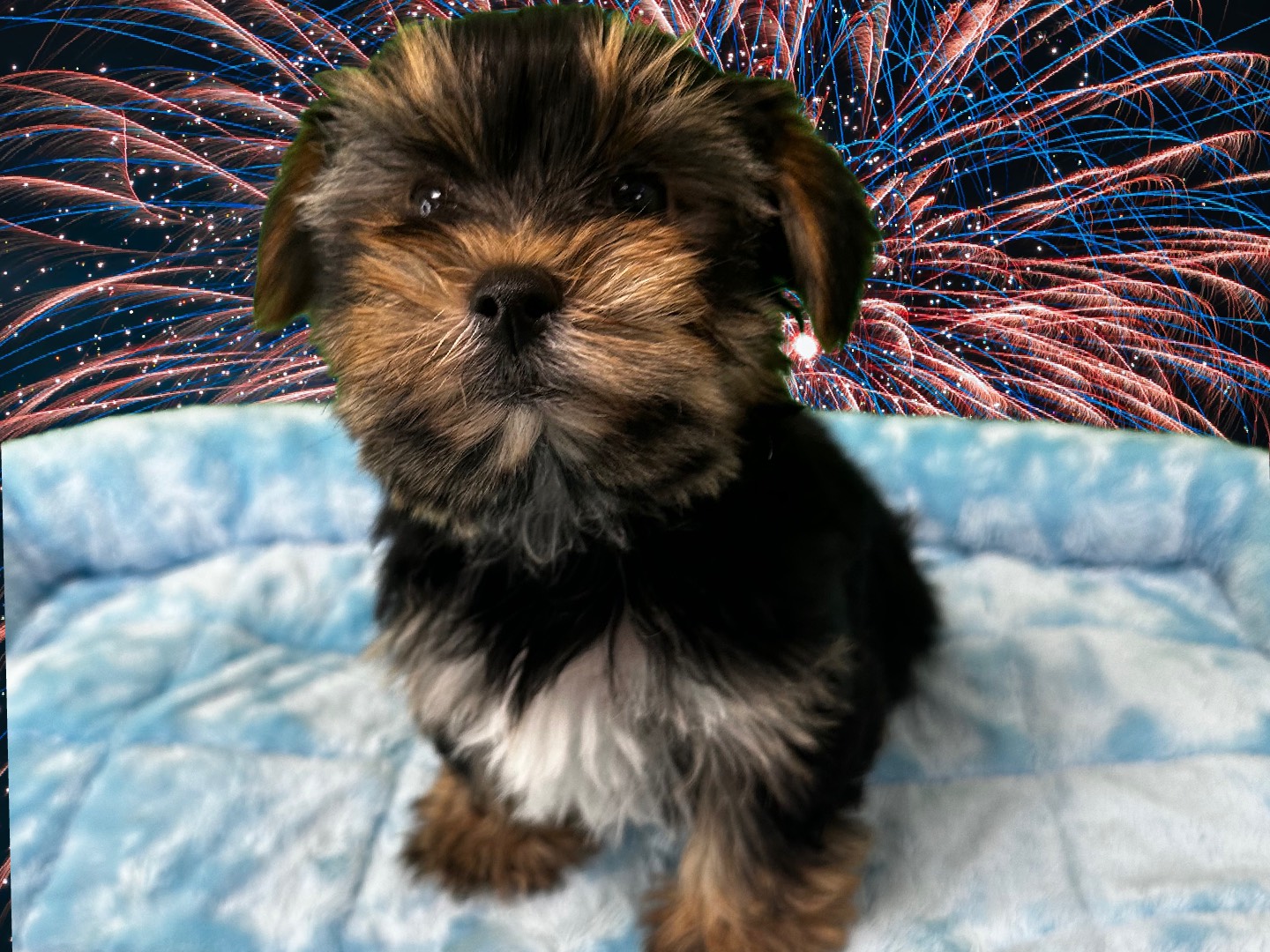 Toy Yorkie - Puppies R Us
