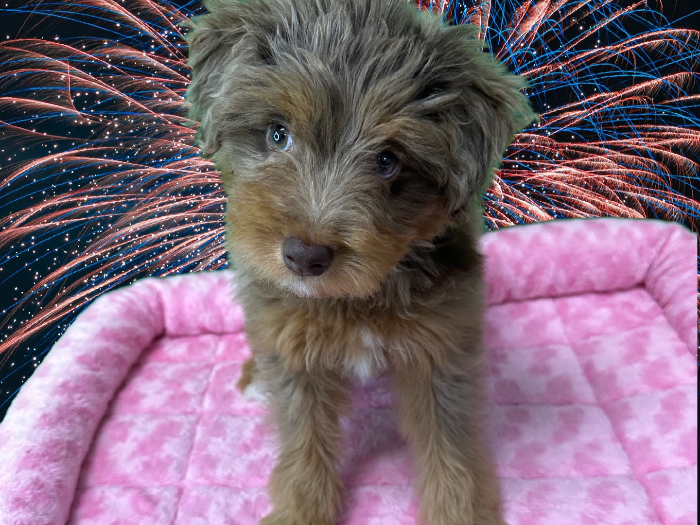 Aussie Poo - Puppies R Us