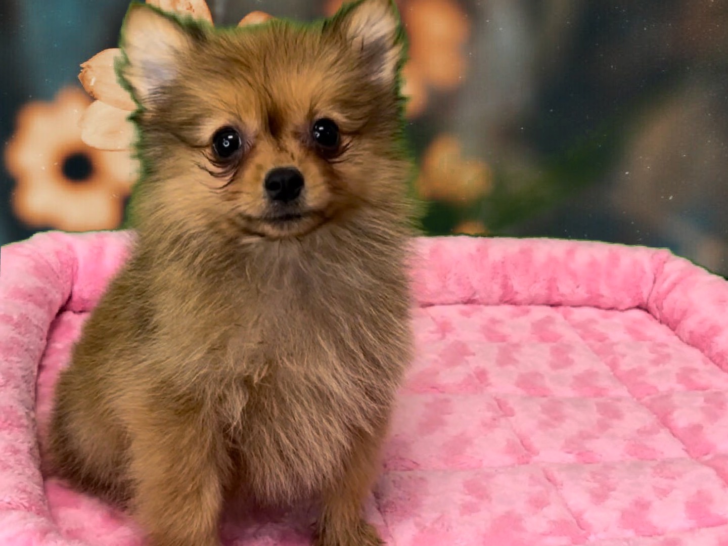 Pomeranian - Puppies R Us