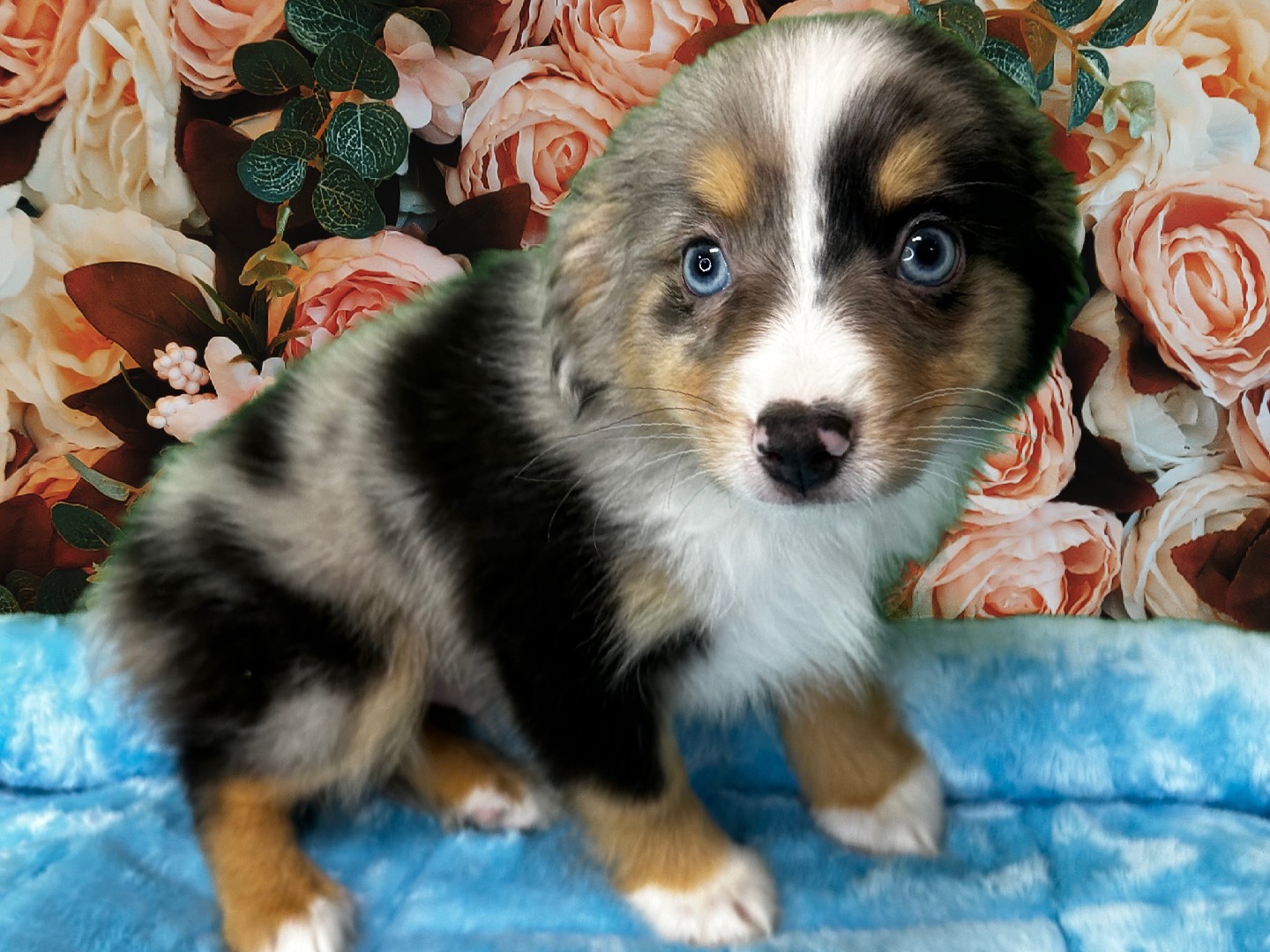 Toy Australian Shepherd - Puppies R Us