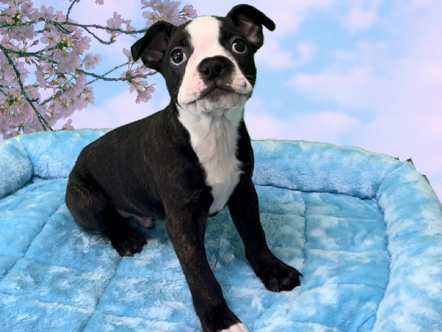 Boston Terrier - Puppies R Us