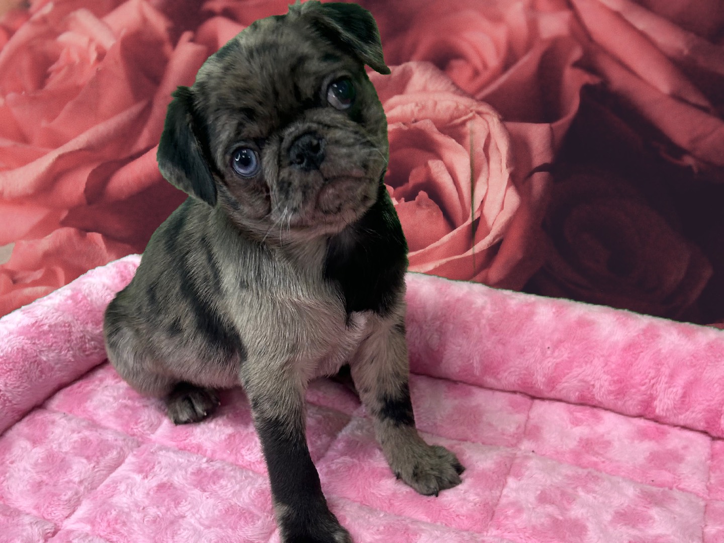 Pug (Merle) - Puppies R Us