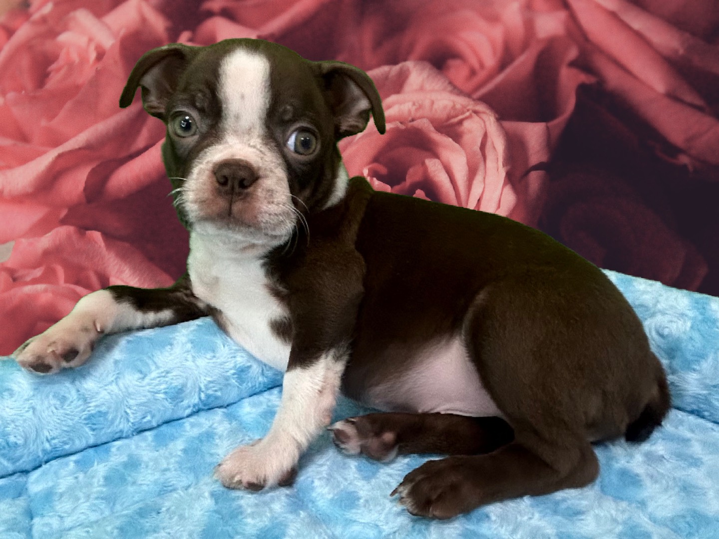 Boston Terrier - Puppies R Us
