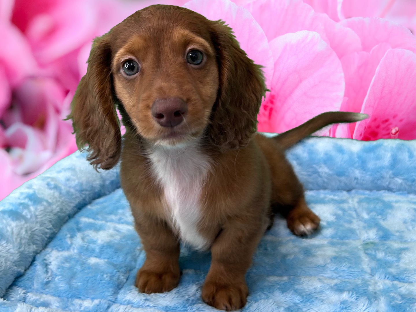 Dachshund - Puppies R Us