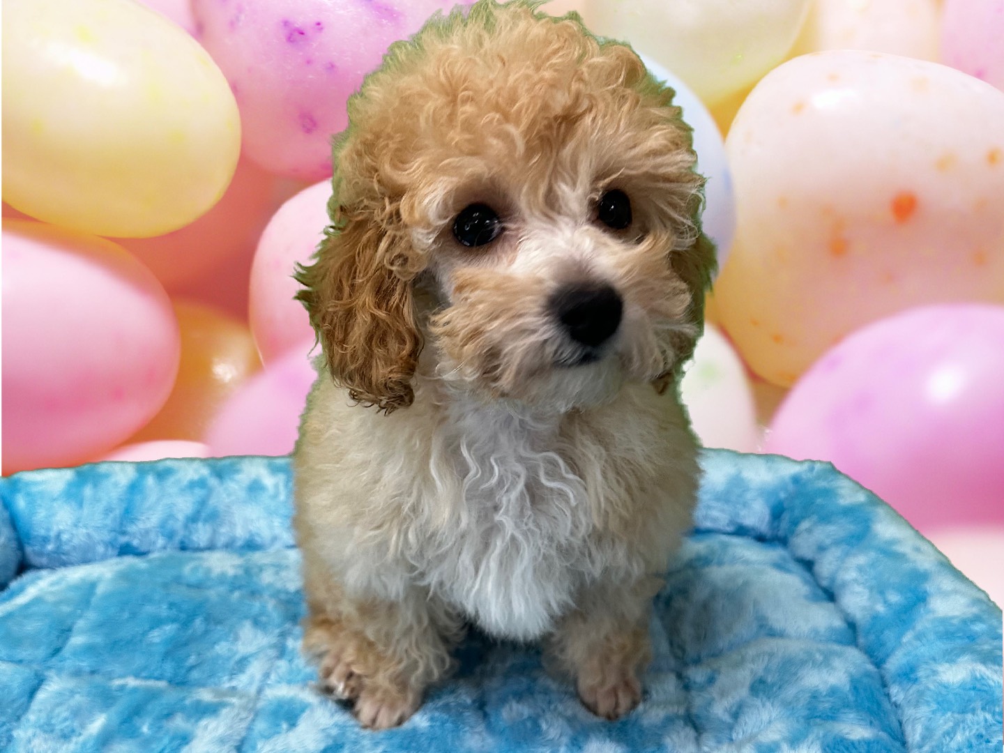 Toy Poodle - Puppies R Us