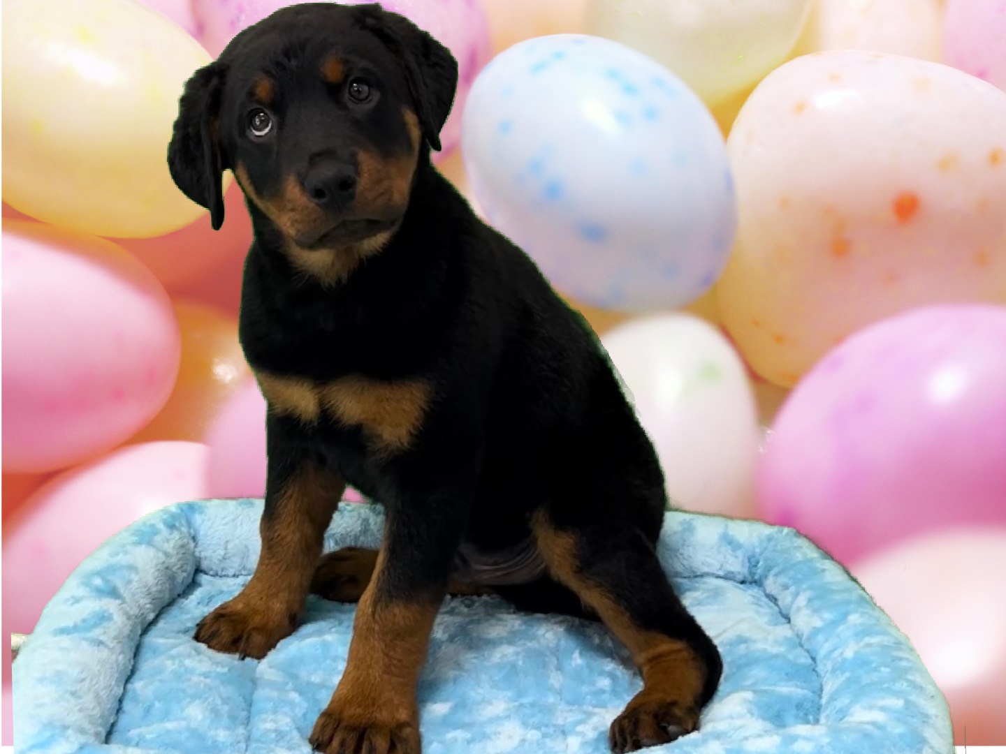 Rottweiler - Puppies R Us