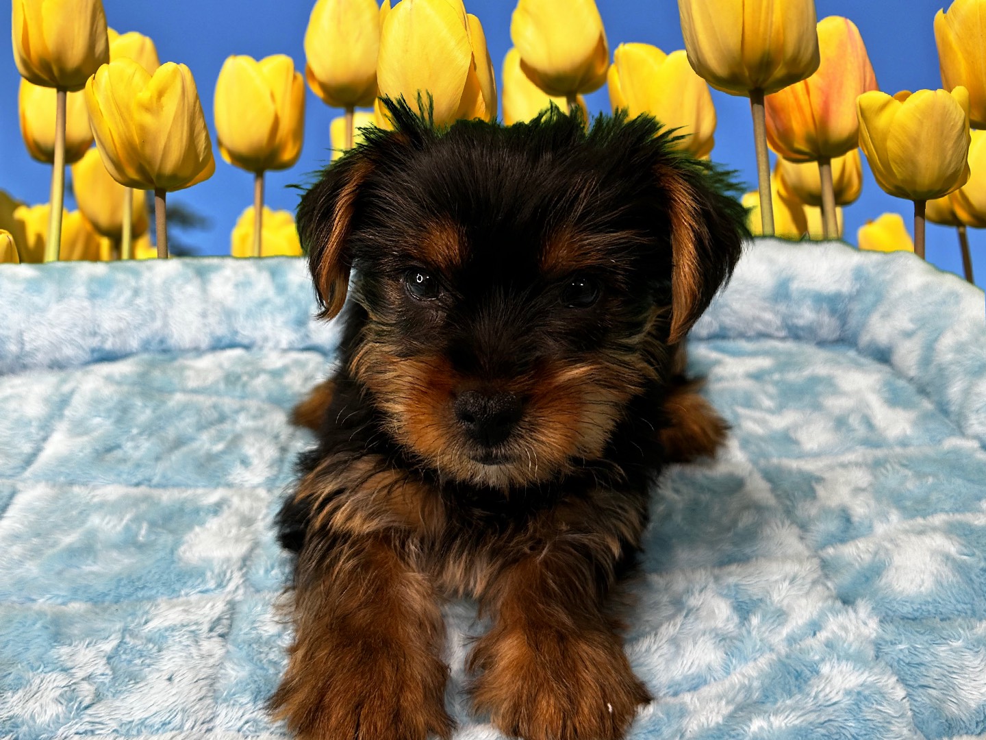 Toy Yorkshire Terrier - Puppies R Us