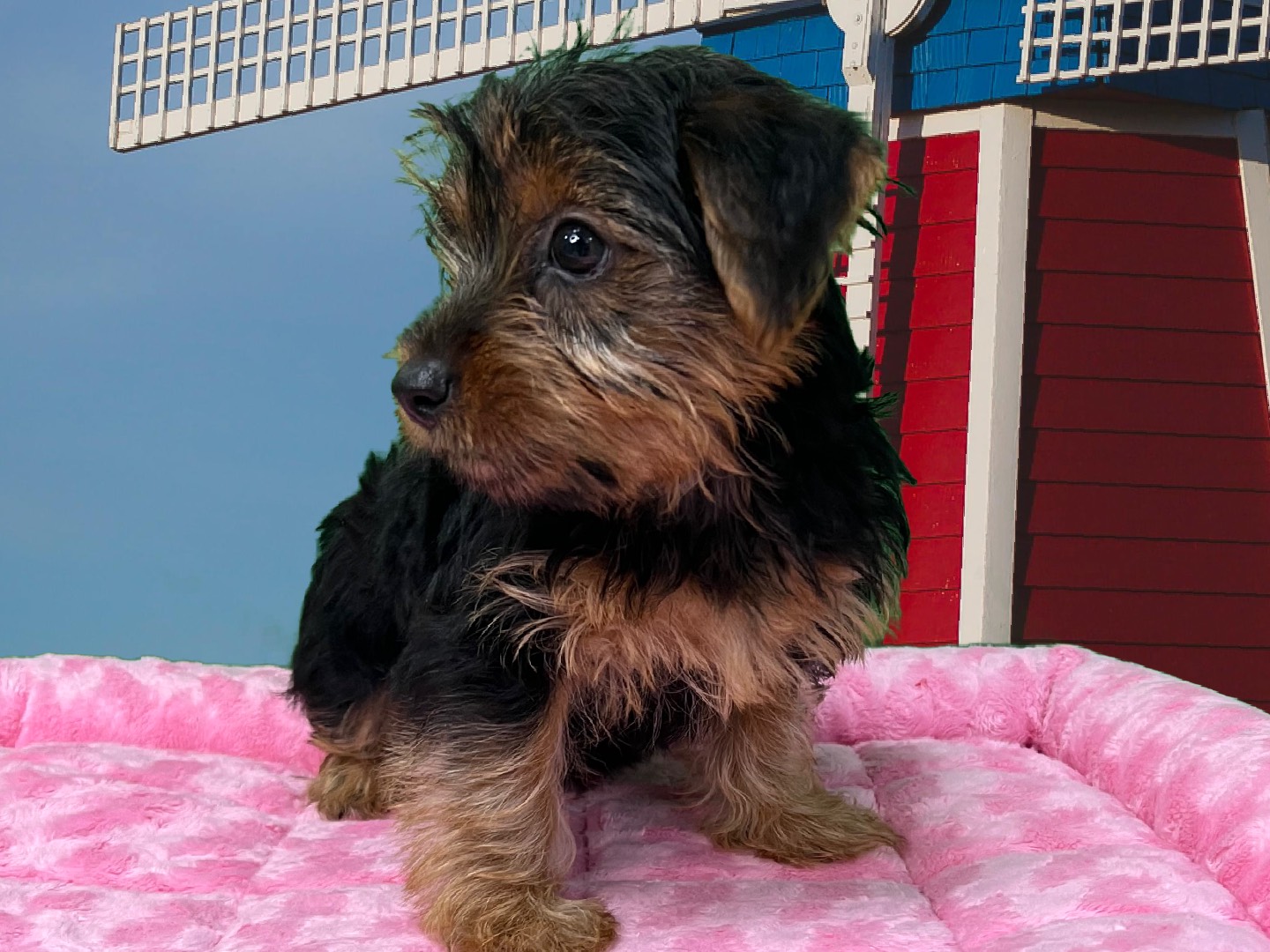 Yorkshire Terrier - Puppies R Us