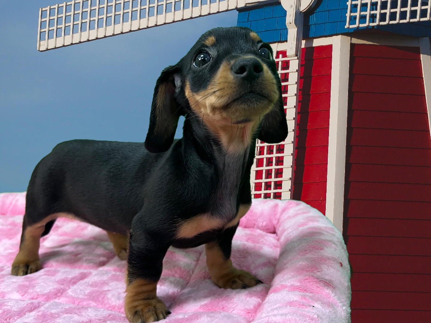 Chiweenie - Puppies R Us