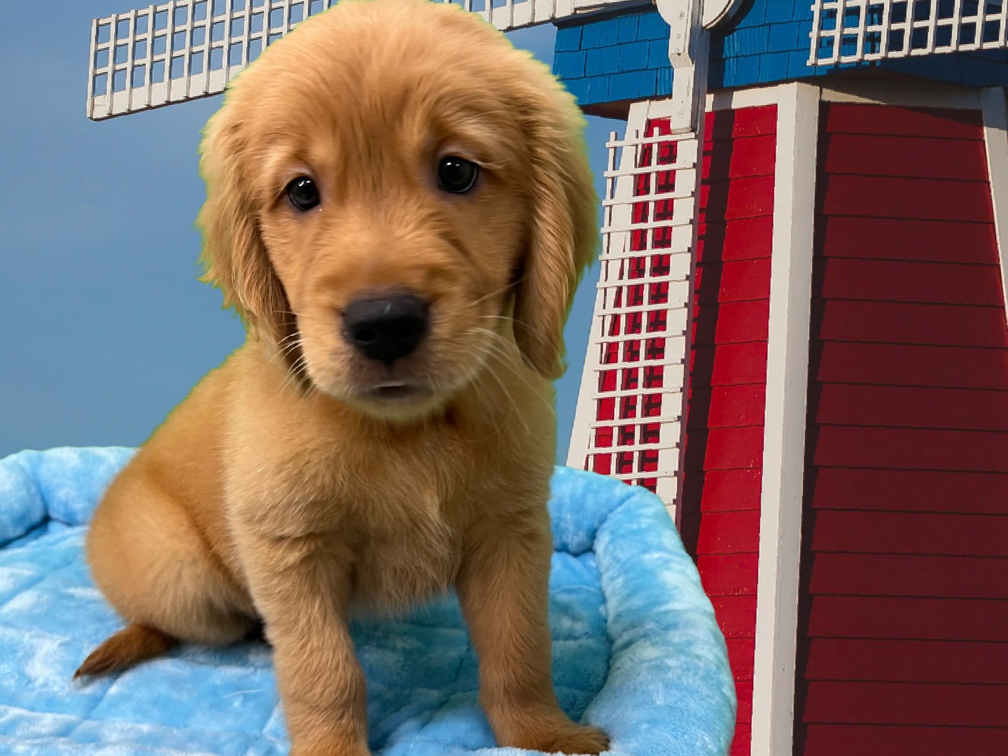 Golden Retriever - Puppies R Us