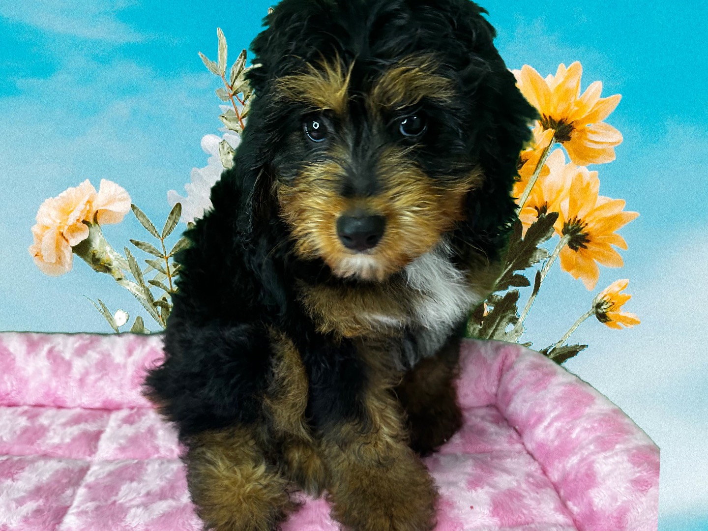 Mini Aussie Poo - Puppies R Us