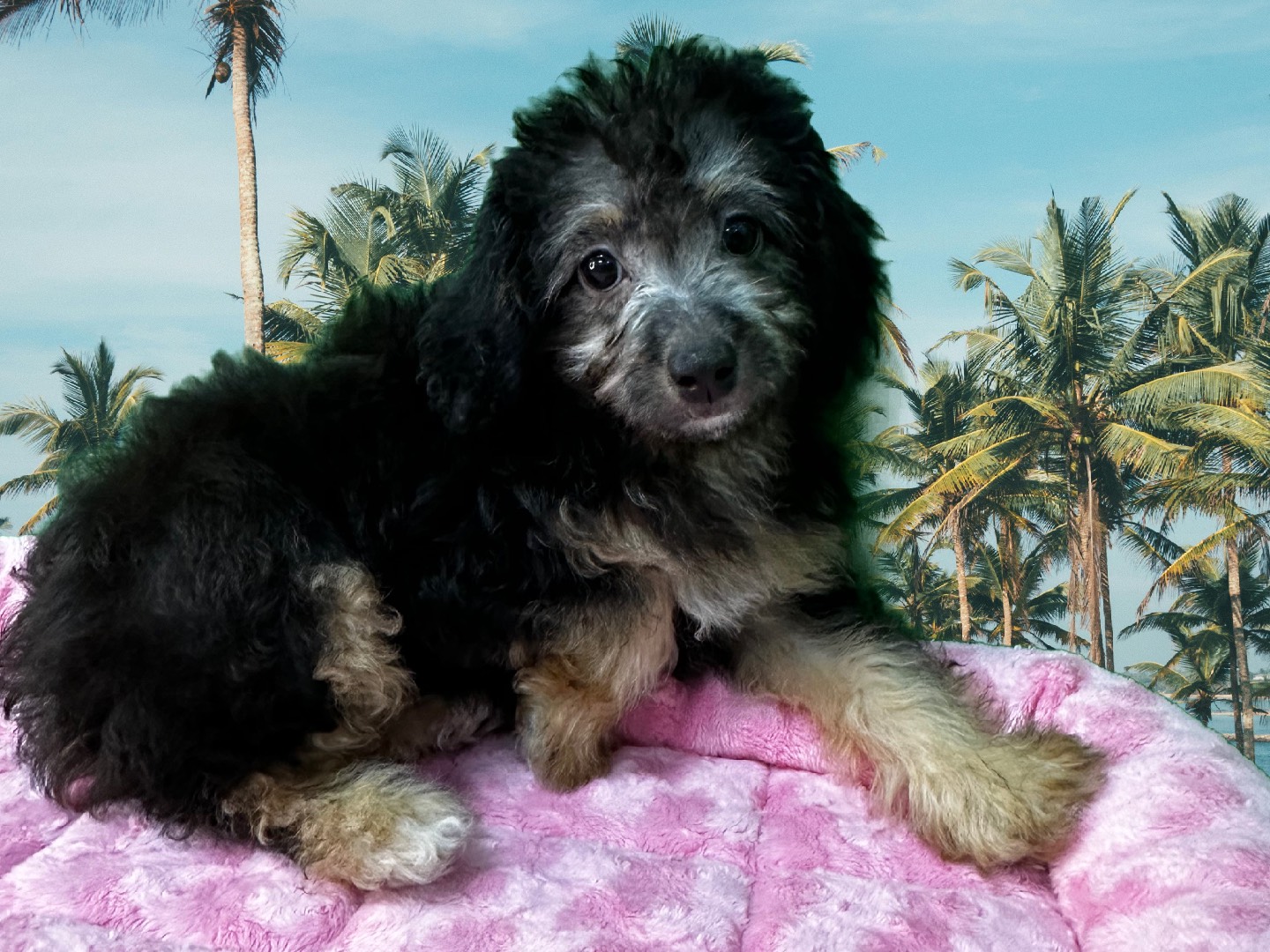 Toy Aussie Poo - Puppies R Us