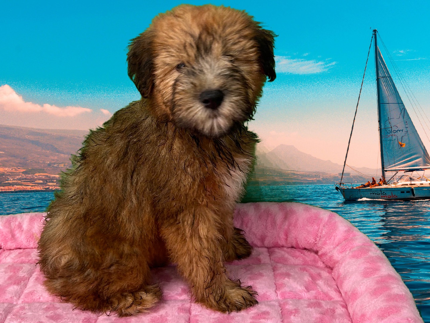 Soft Coated Wheaten Terrier - Puppies R Us