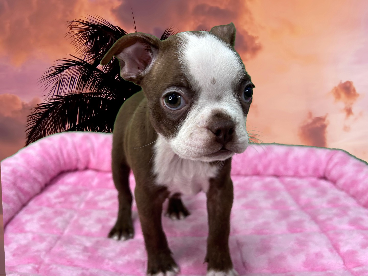 Boston Terrier - Puppies R Us