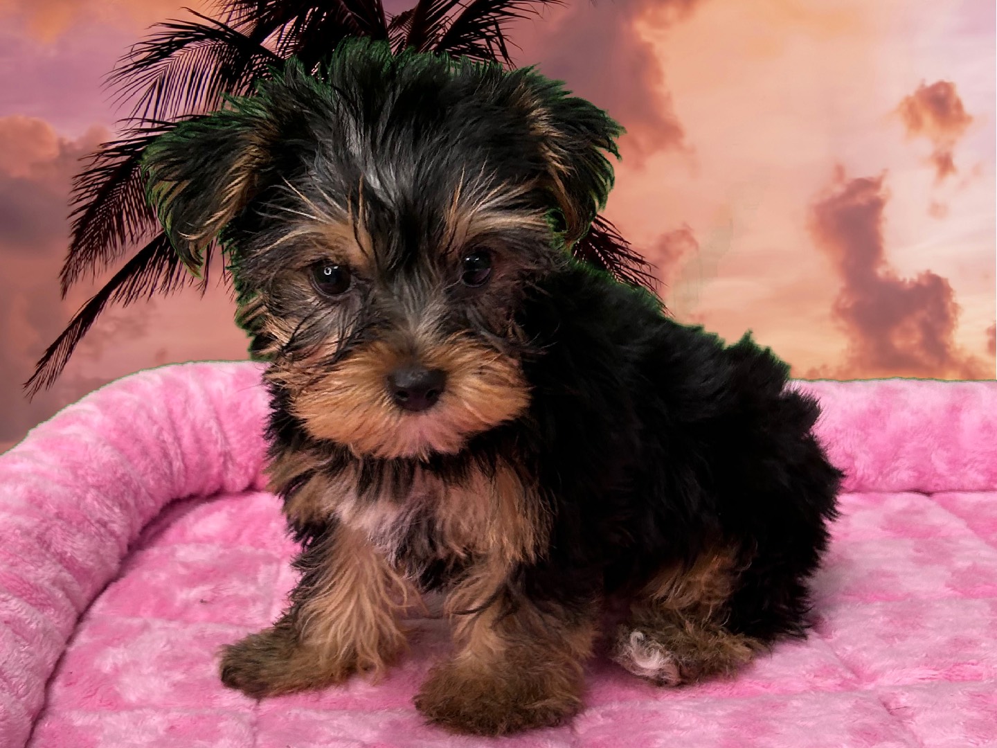 Toy Yorkie - Puppies R Us