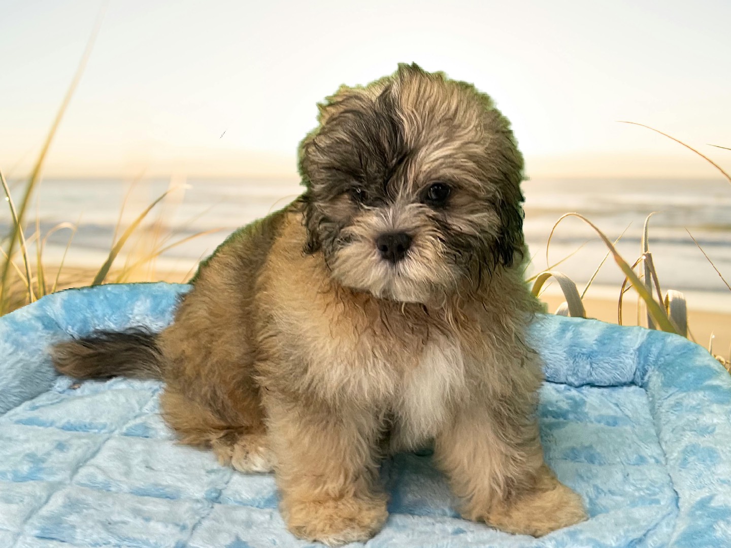 Shih-Poo - Puppies R Us