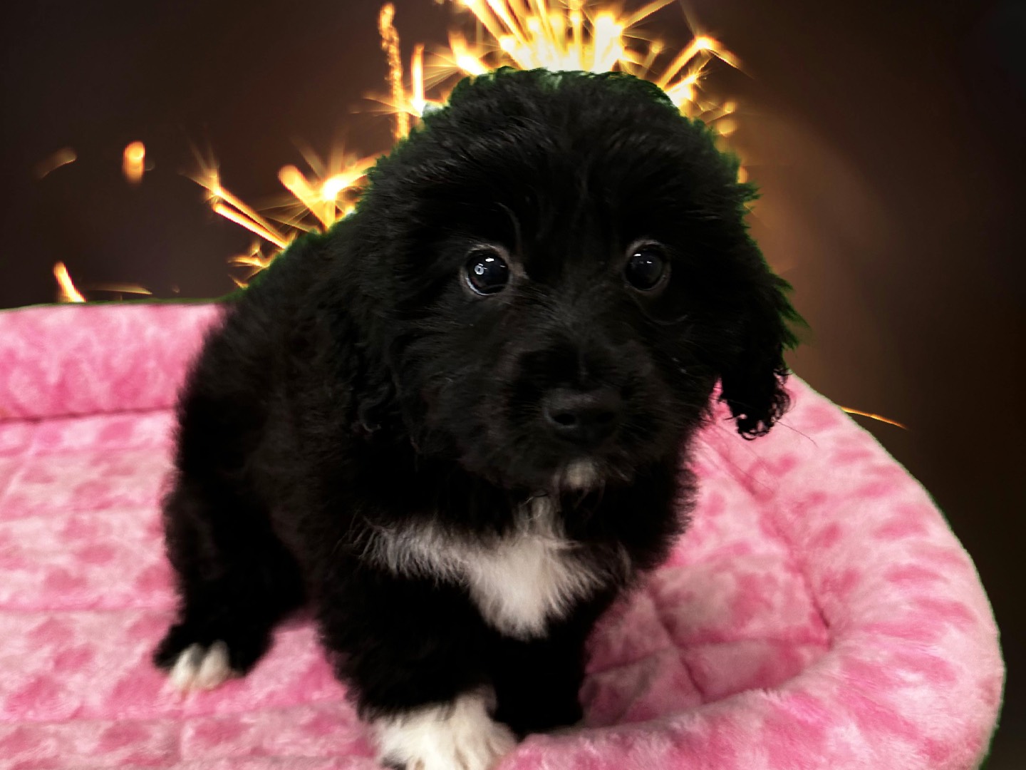 Mini Aussie Poo - Puppies R Us