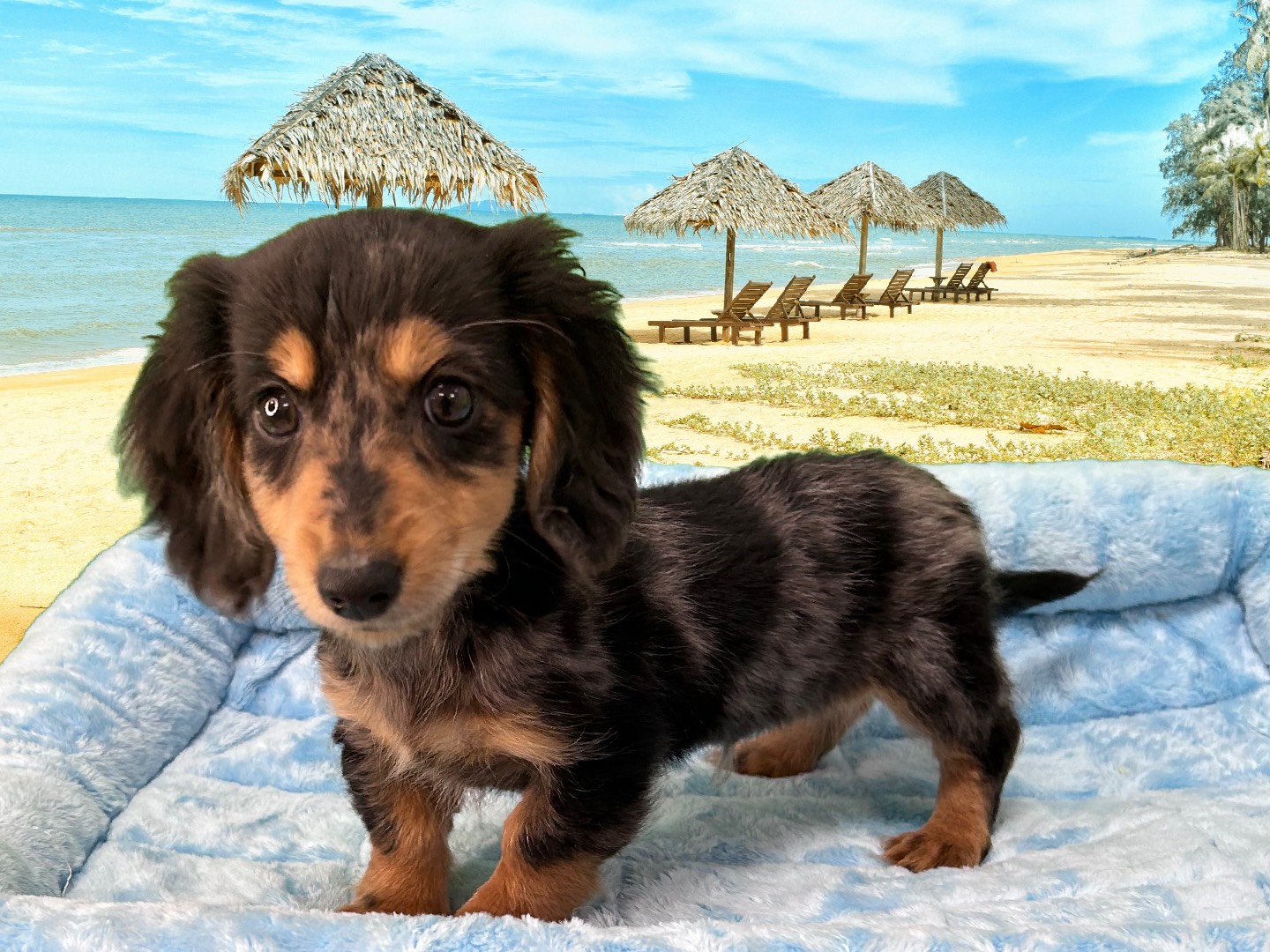 Mini Dachshund - Puppies R Us