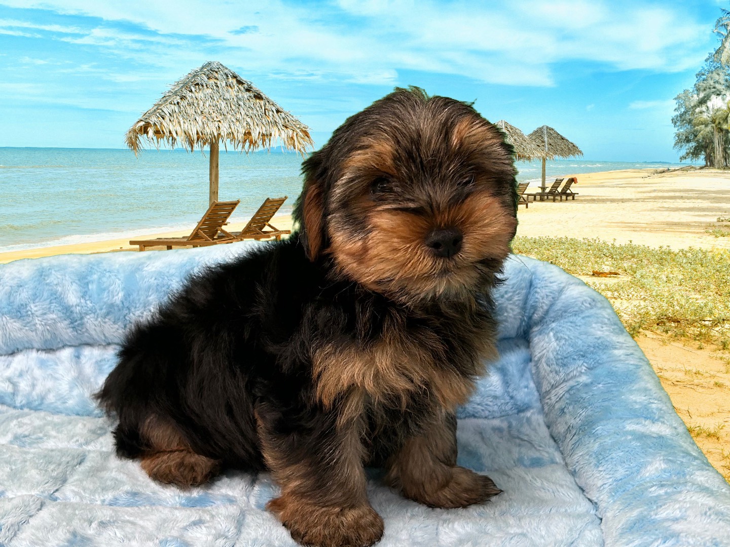 Toy Yorkshire Terrier - Puppies R Us