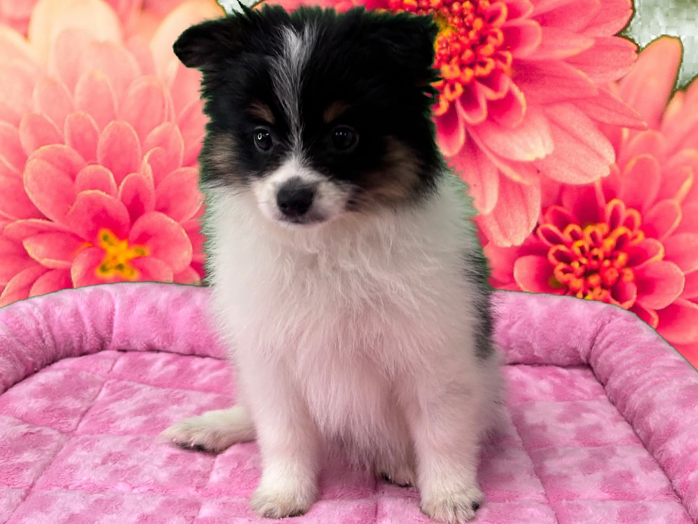 Pomeranian - Puppies R Us
