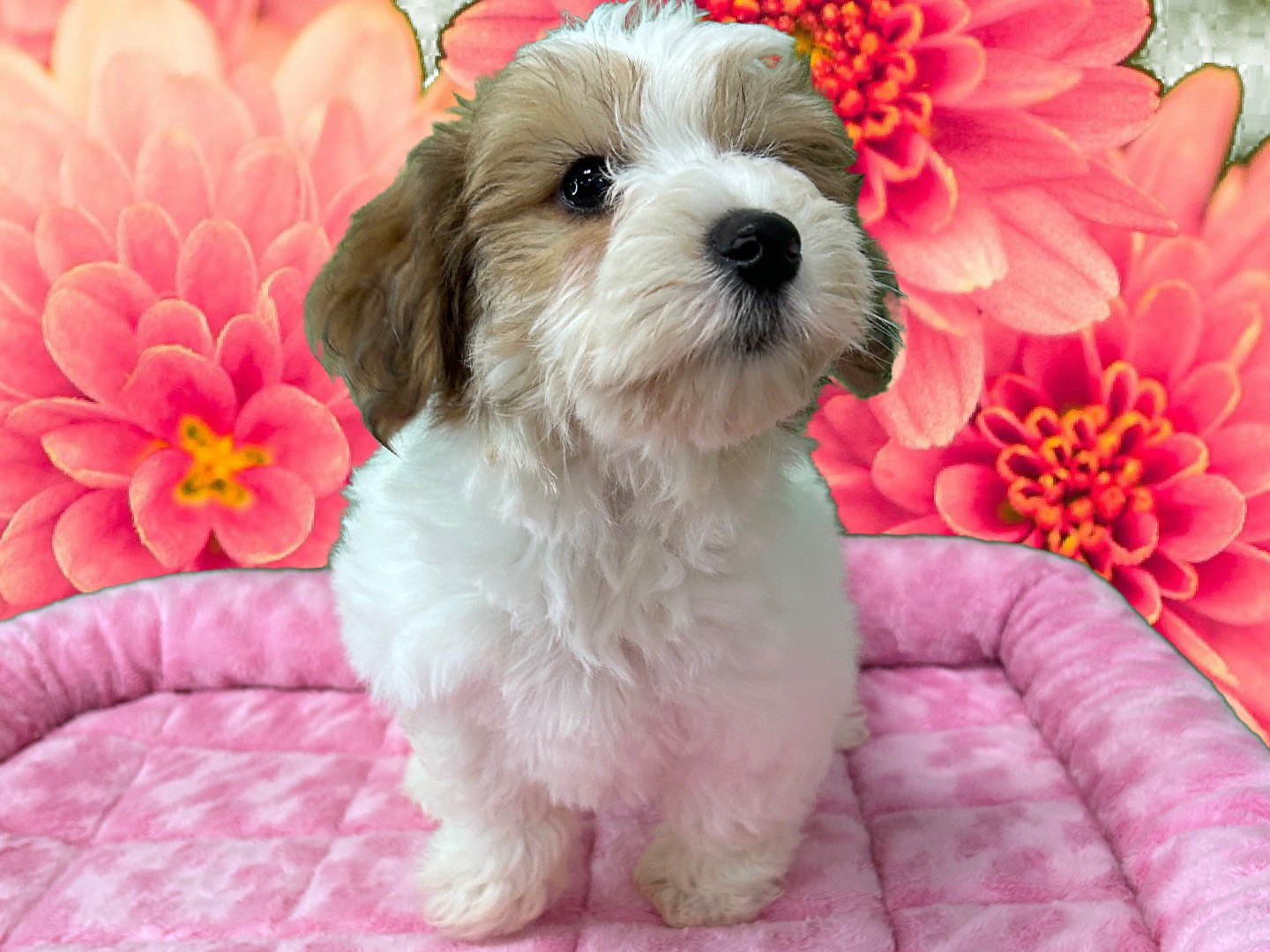 Yochon - Puppies R Us