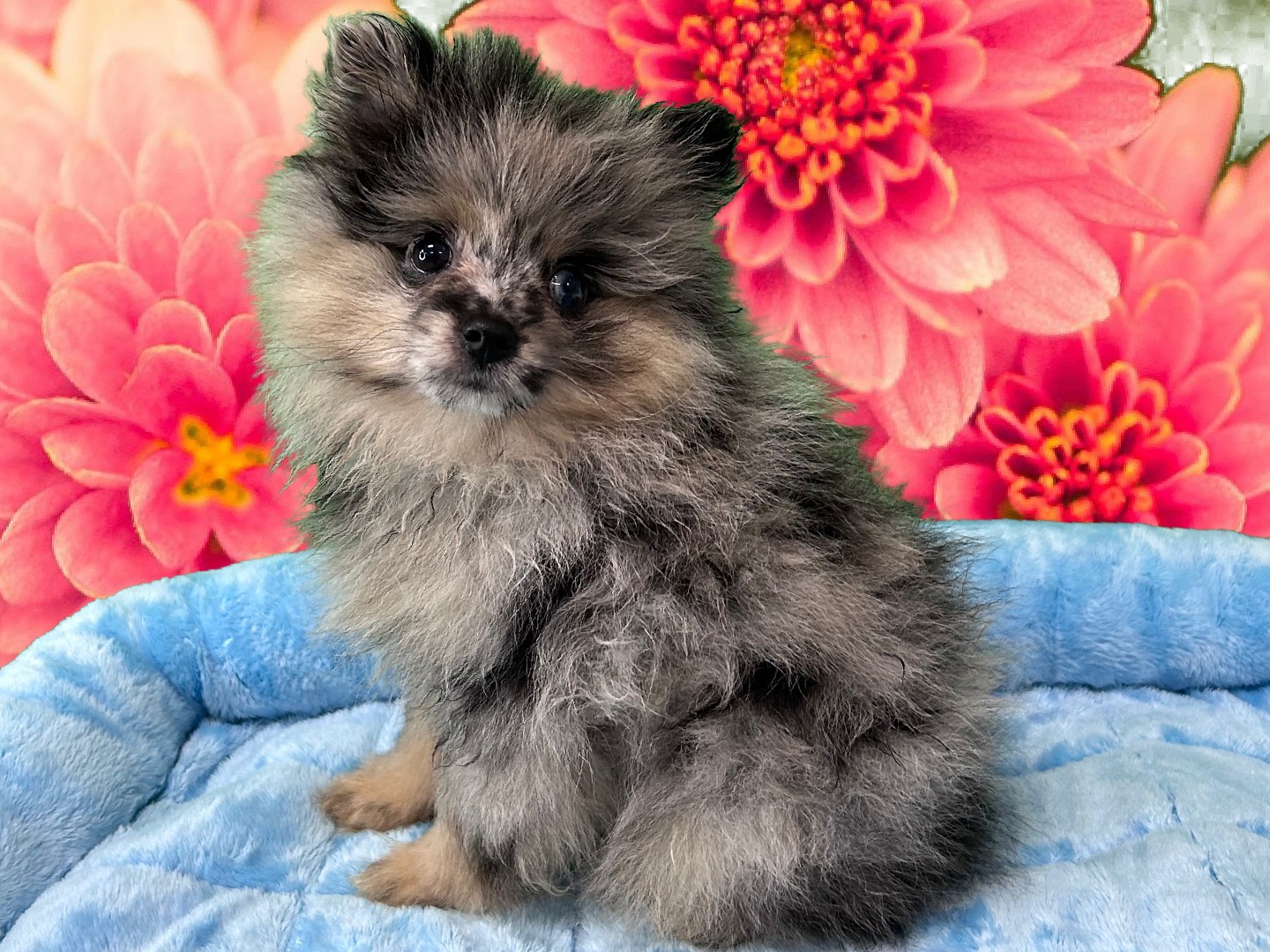 Pomeranian - Puppies R Us