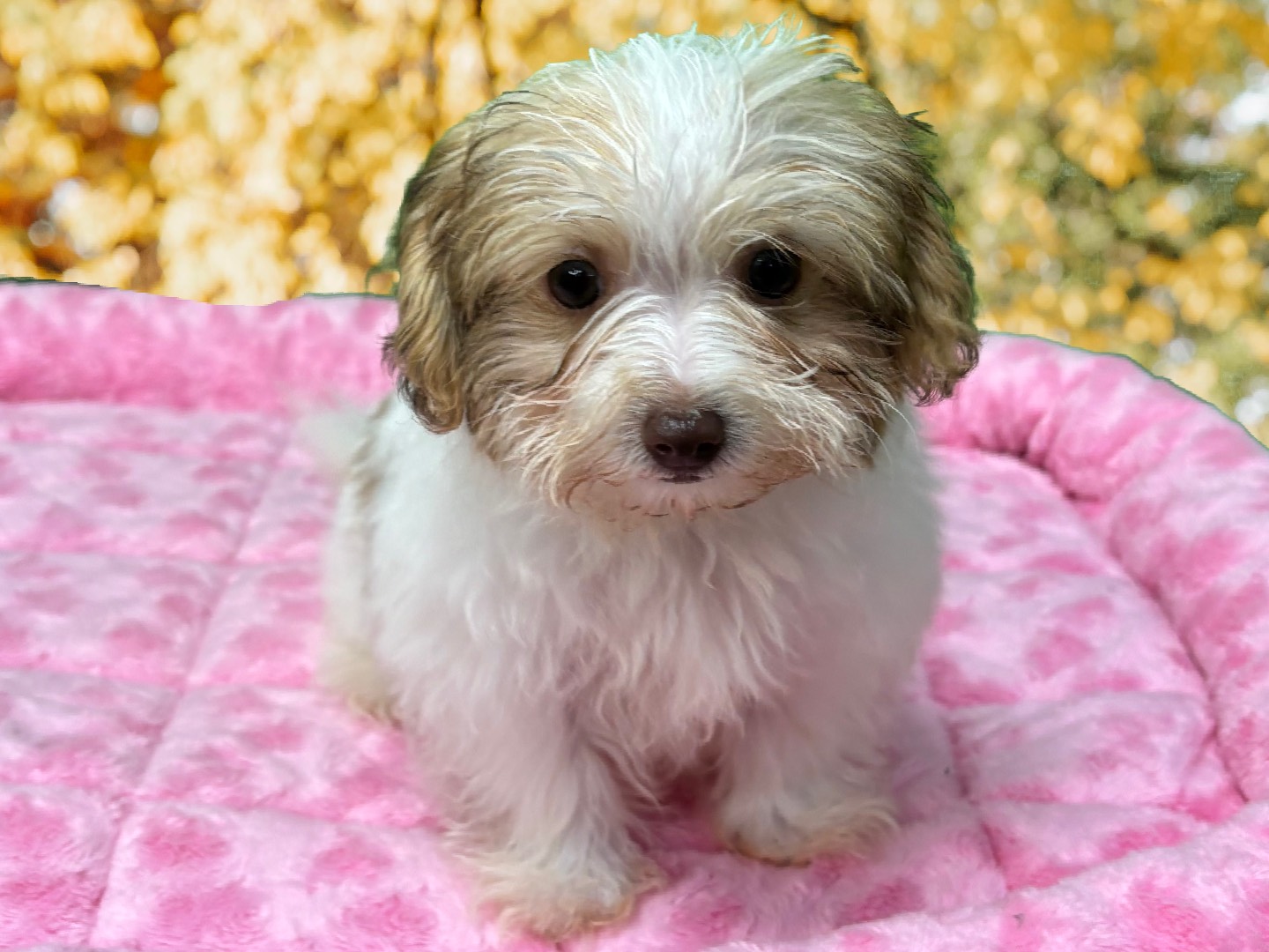 Biewer Yorkie - Puppies R Us