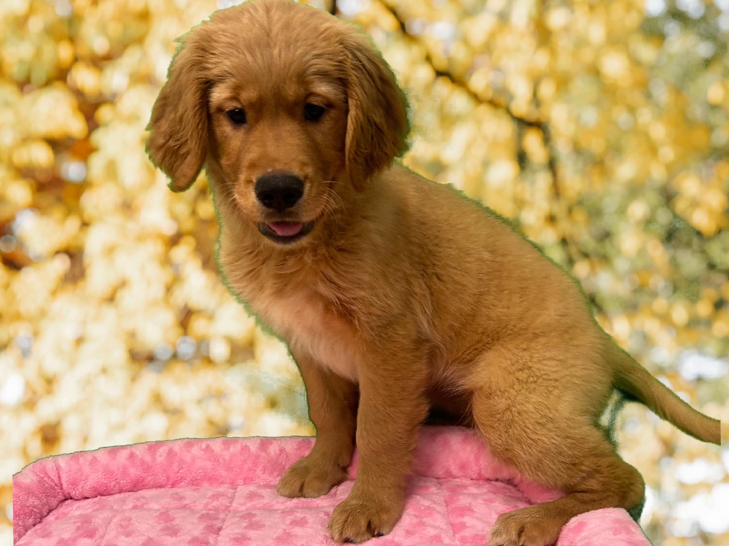 Golden Retriever - Puppies R Us