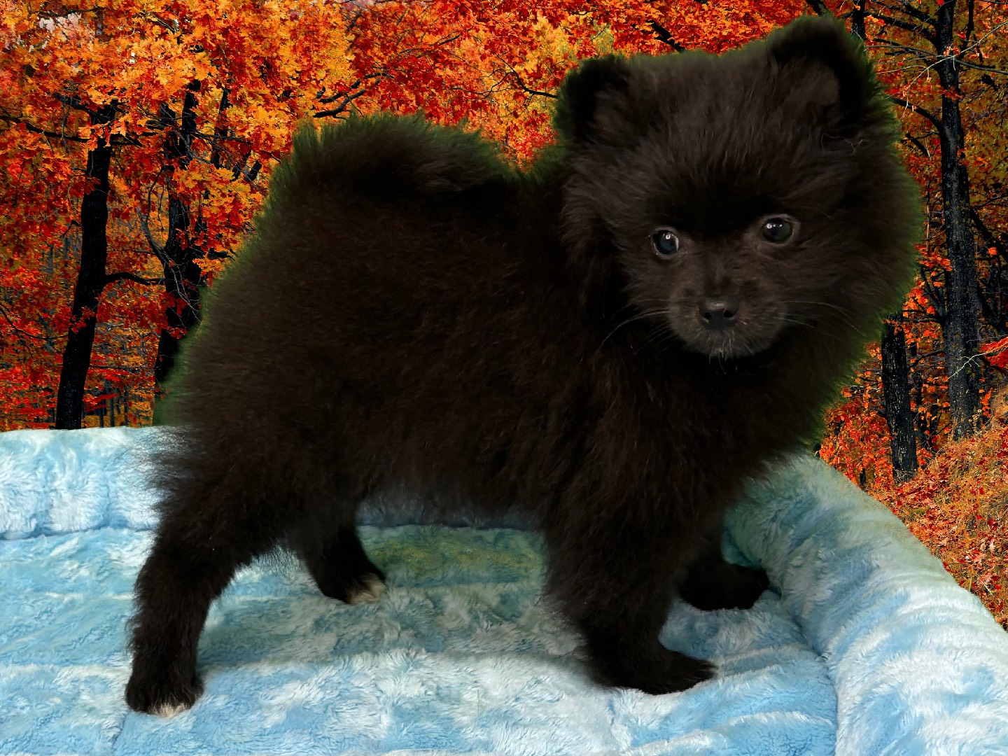 Pomeranian - Puppies R Us
