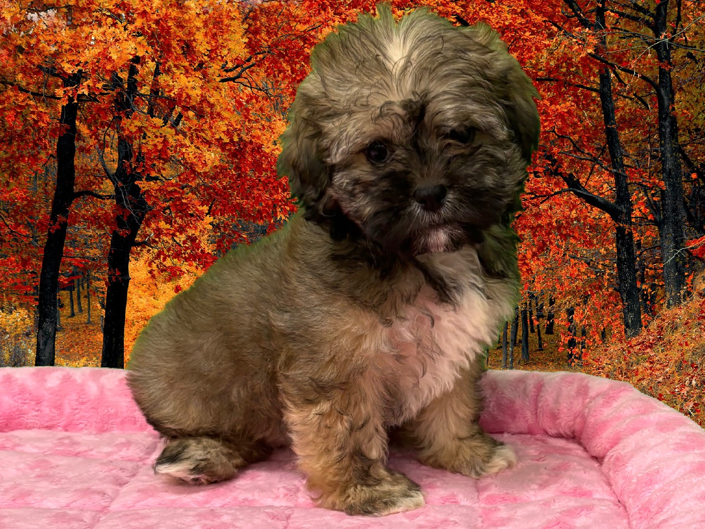 Shih Poo - Puppies R Us