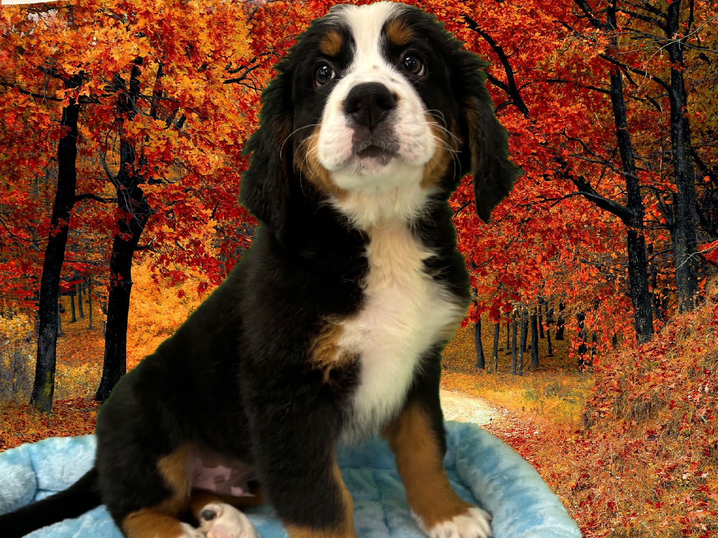 Bernese Mountain Dog - Puppies R Us