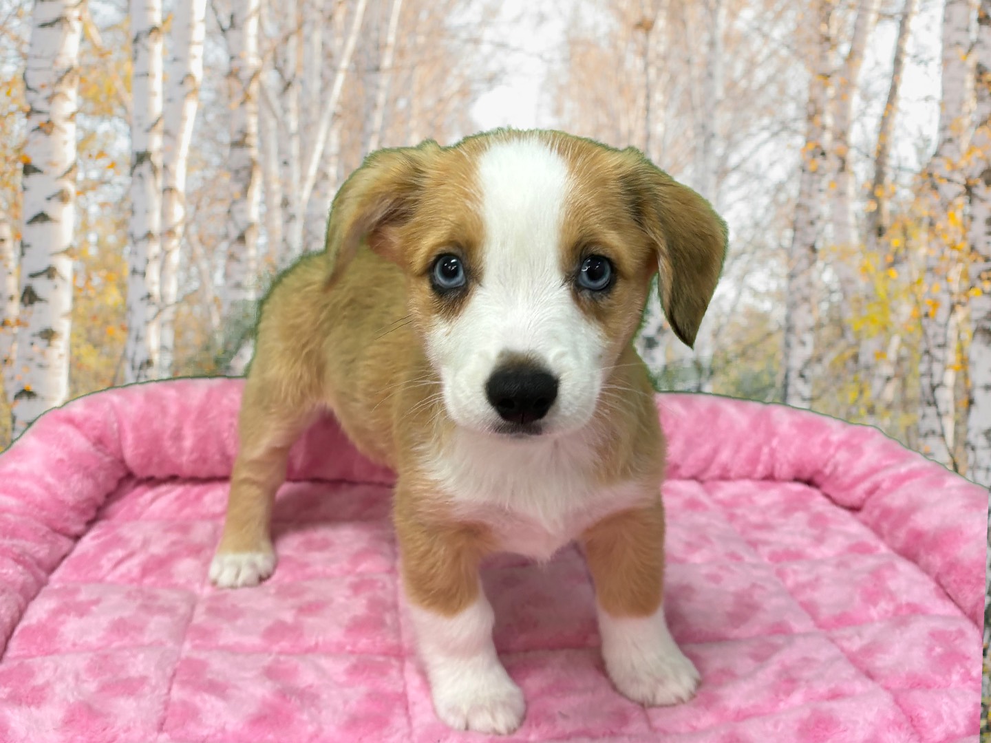 Auggie - Puppies R Us