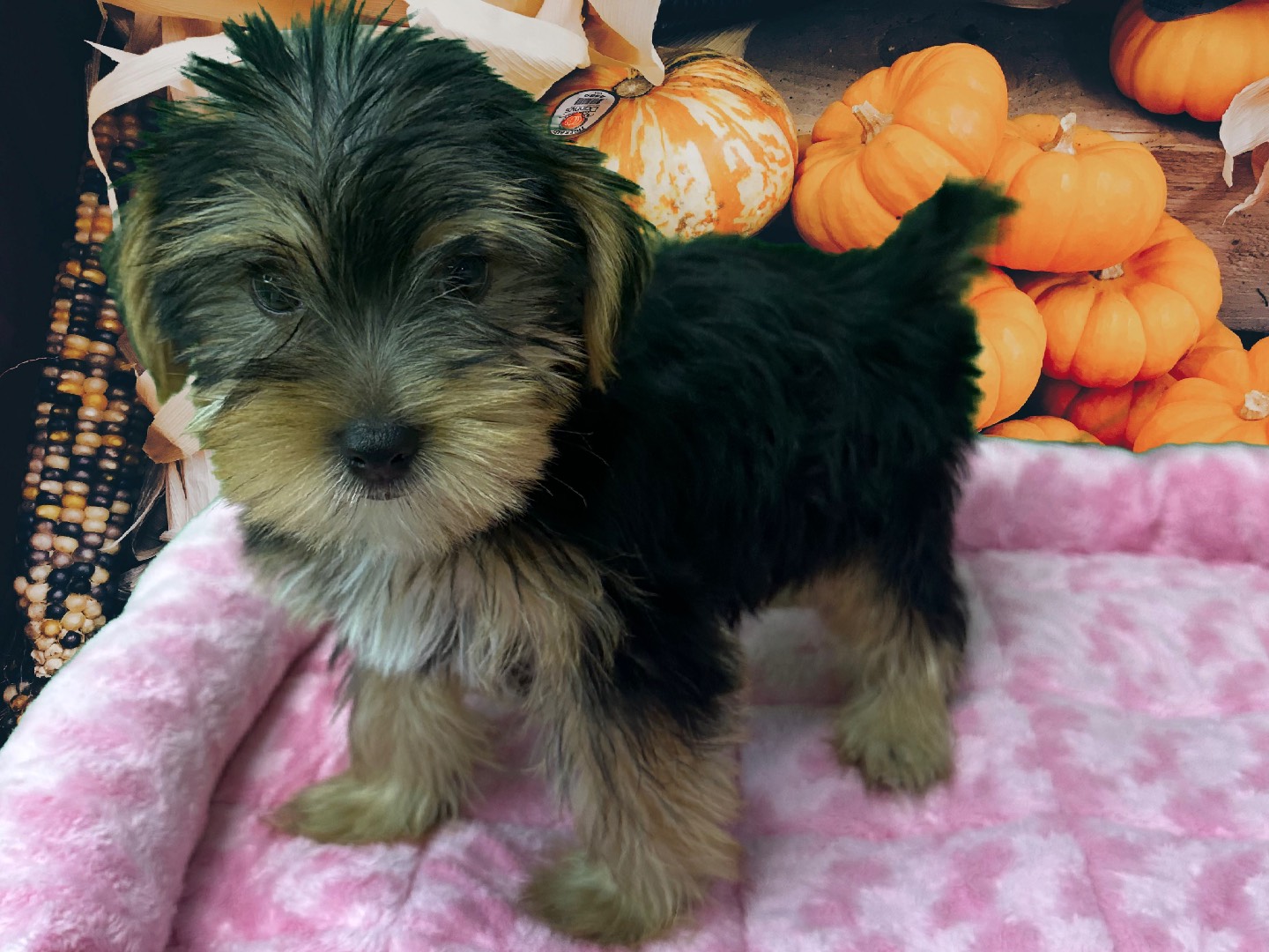 Toy Yorkie - Puppies R Us