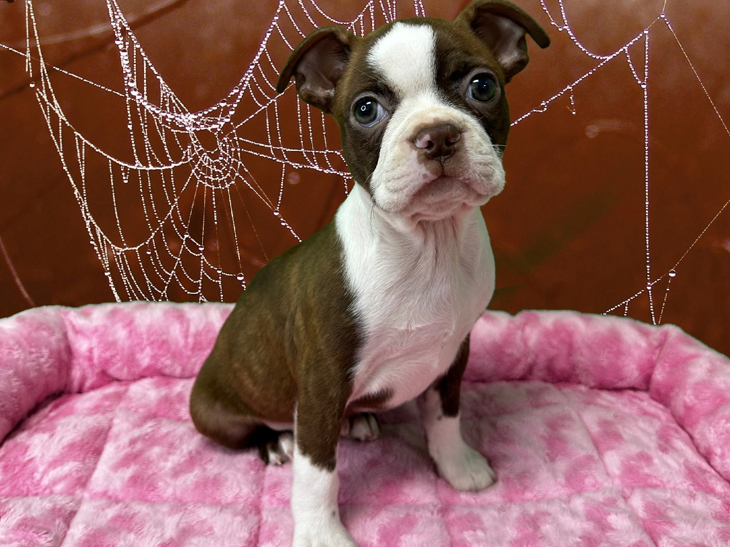 Boston Terrier - Puppies R Us
