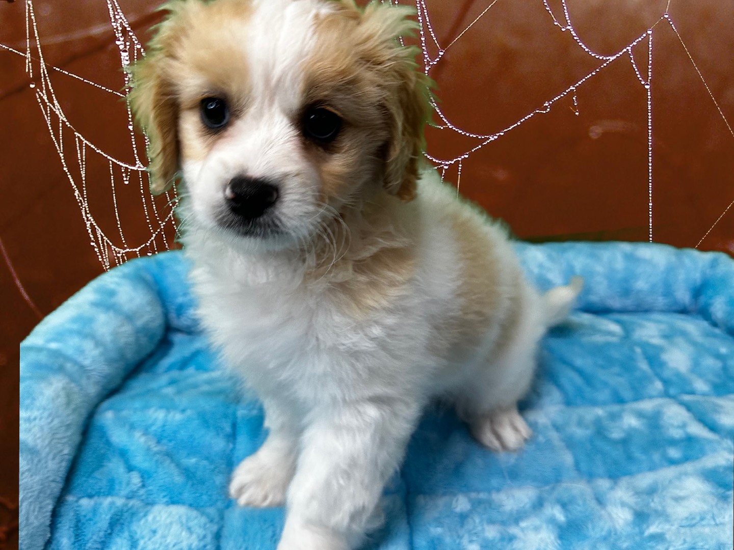 Peke - A - Poo - Puppies R Us