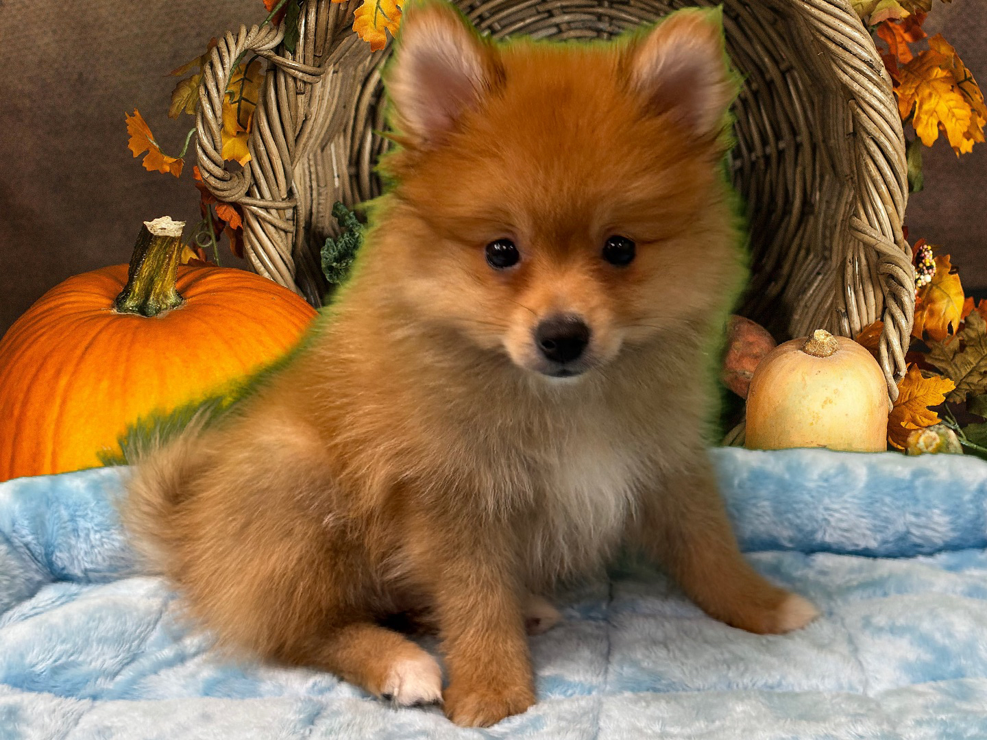 Pomeranian - Puppies R Us