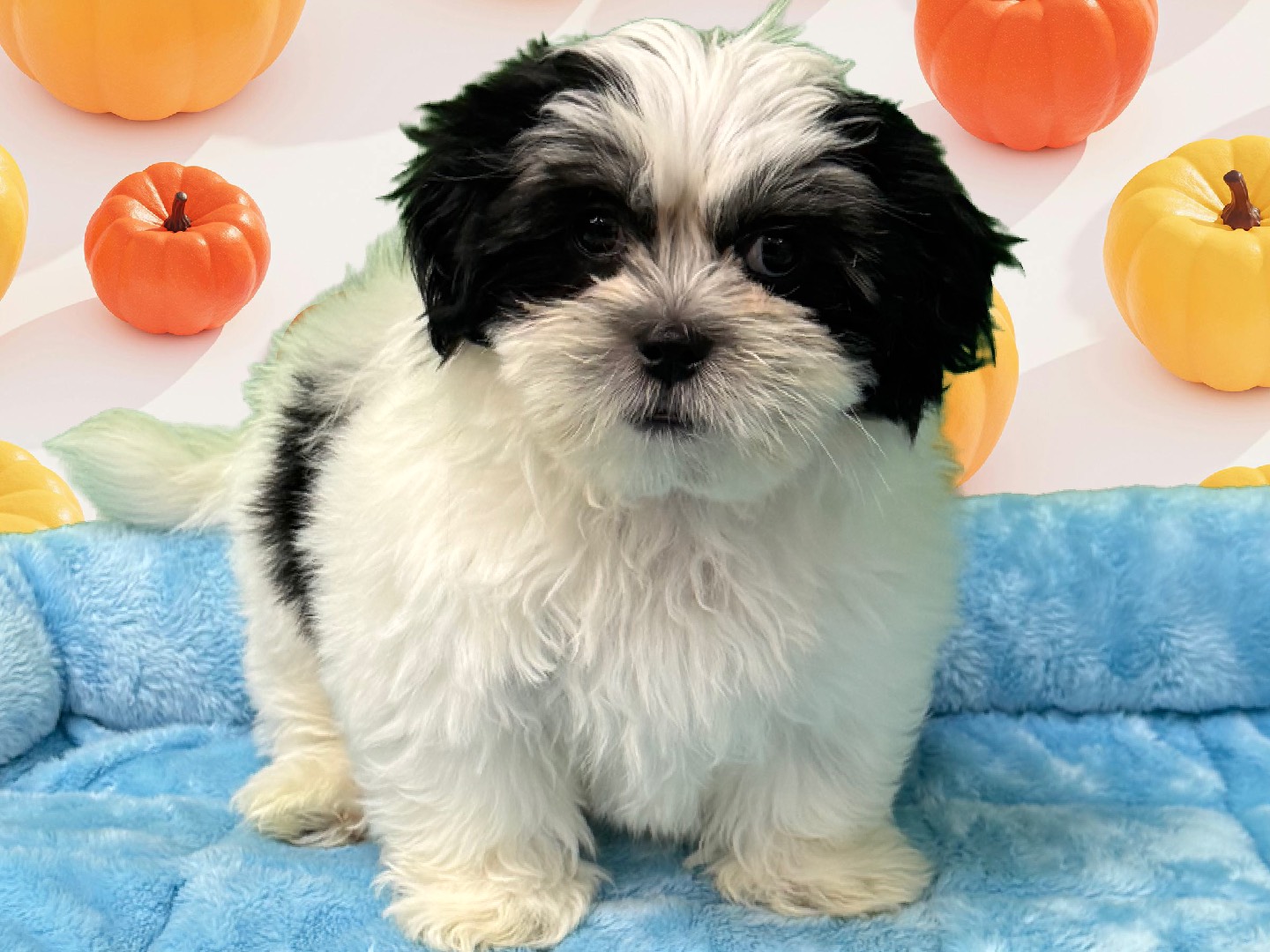 Coton - Tzu - Puppies R Us