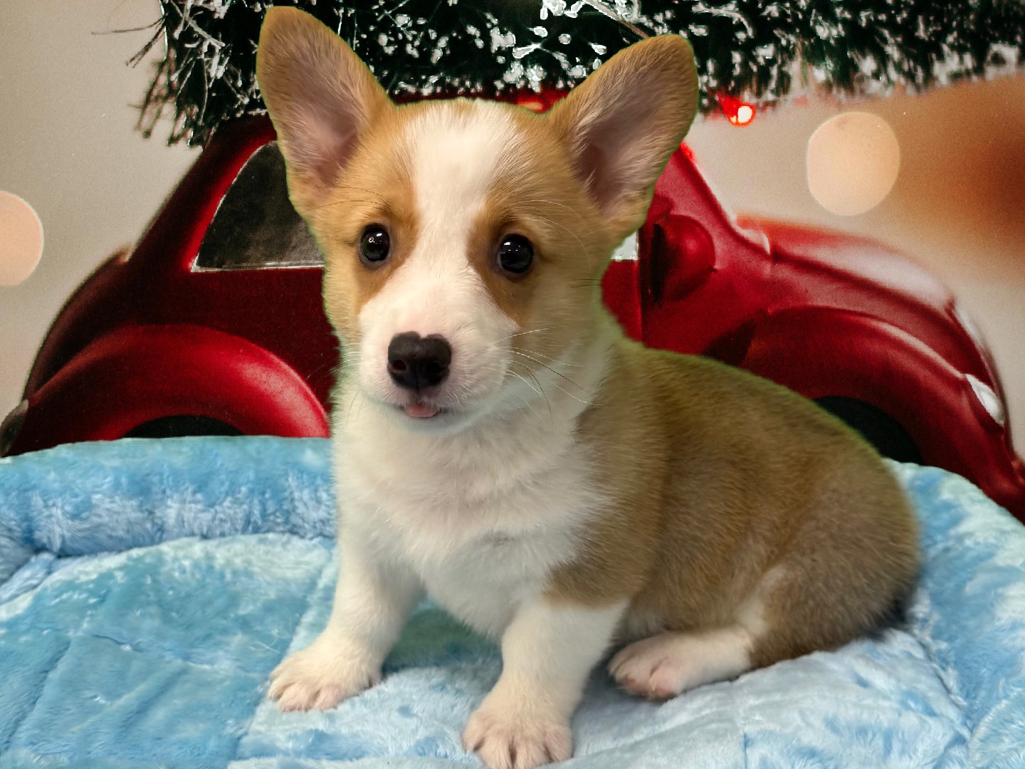 Corgi - Puppies R Us
