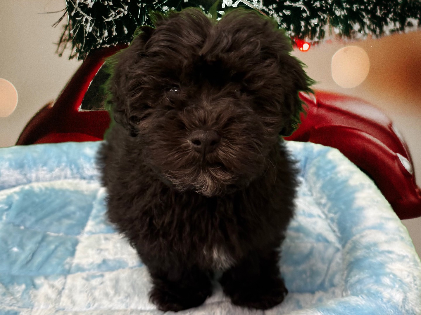 Havanese - Puppies R Us