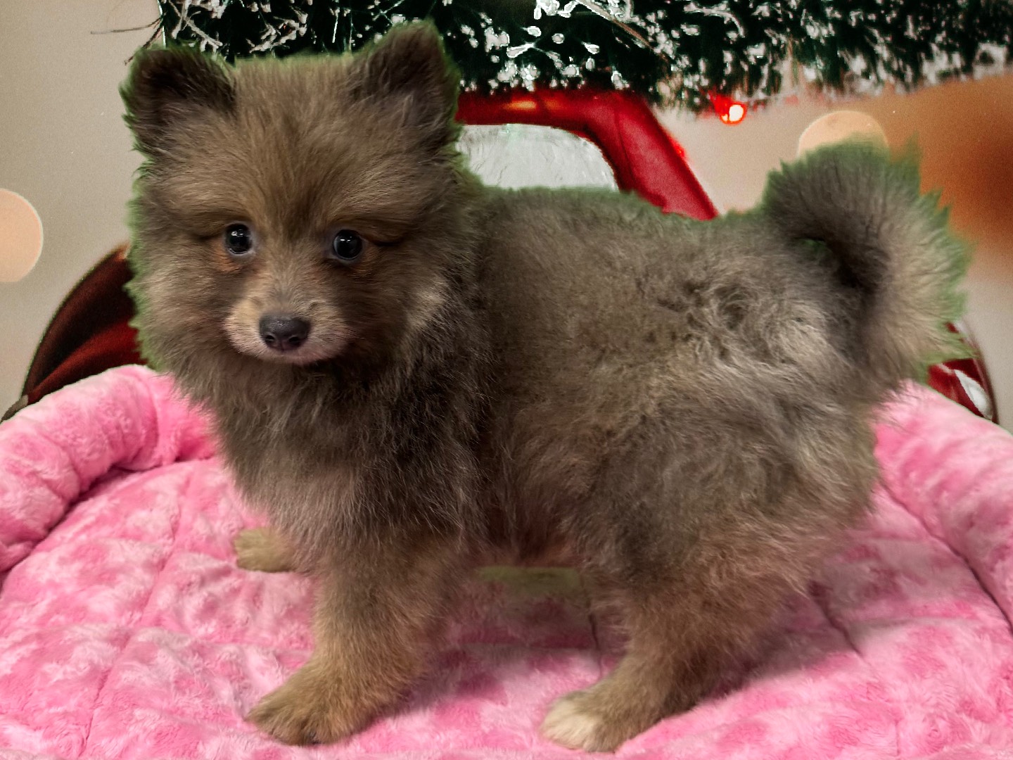 Pomeranian - Puppies R Us