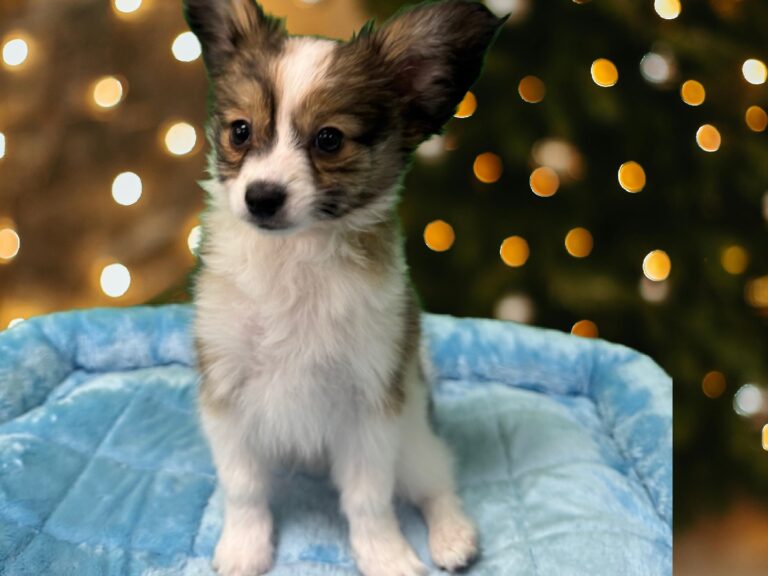 Available Puppies - Puppies R Us in Bridgeville, DE