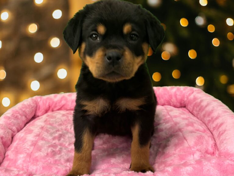 Available Puppies - Puppies R Us in Bridgeville, DE