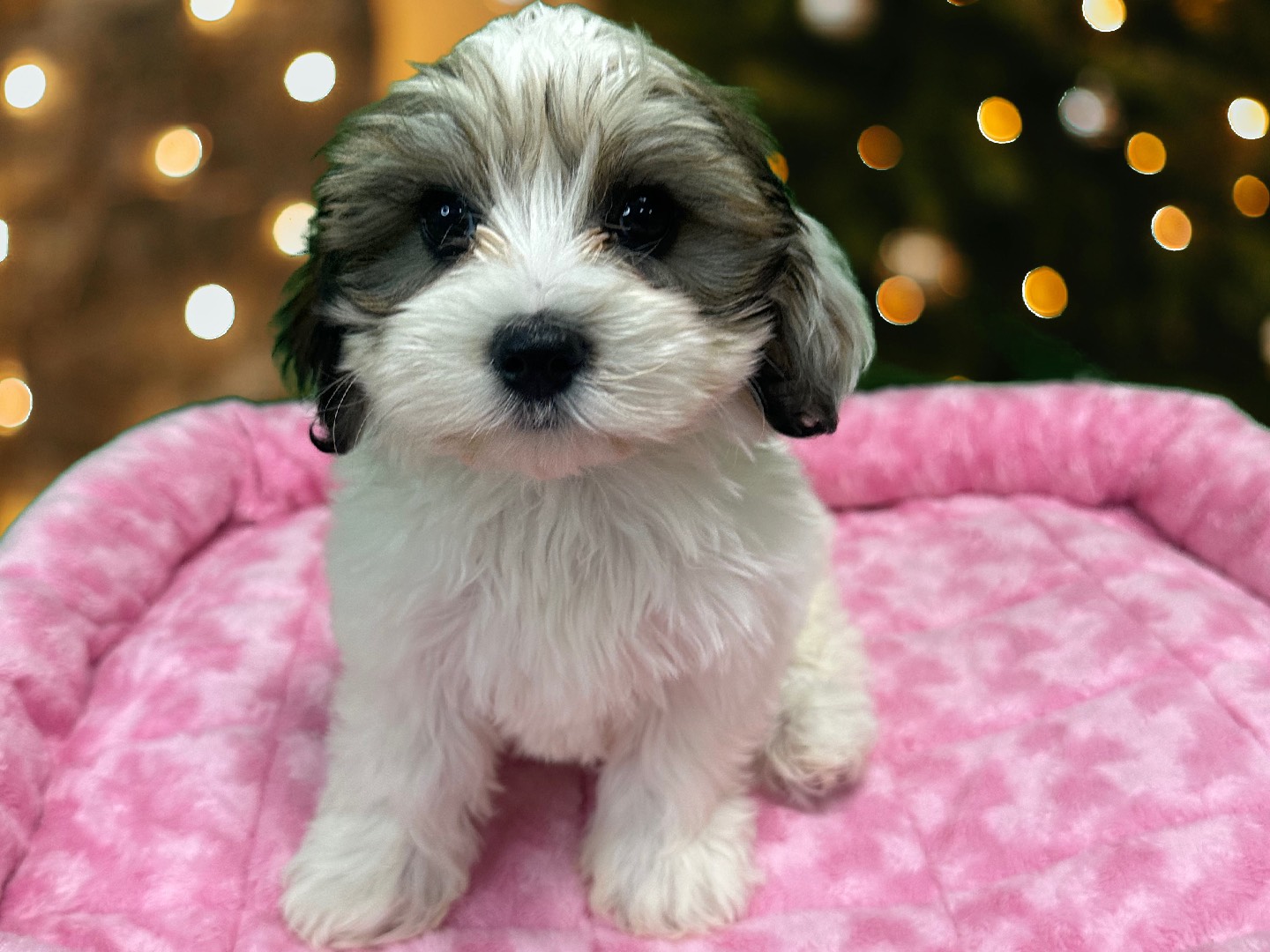 Yochon - Puppies R Us