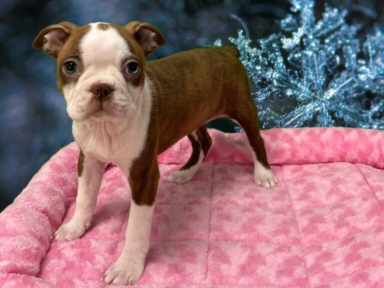 Available Puppies - Puppies R Us in Bridgeville, DE