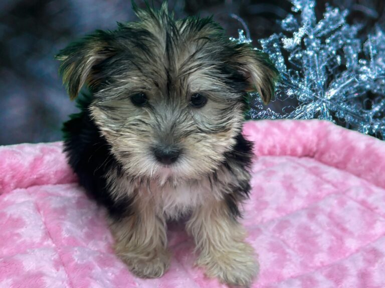 Available Puppies - Puppies R Us in Bridgeville, DE