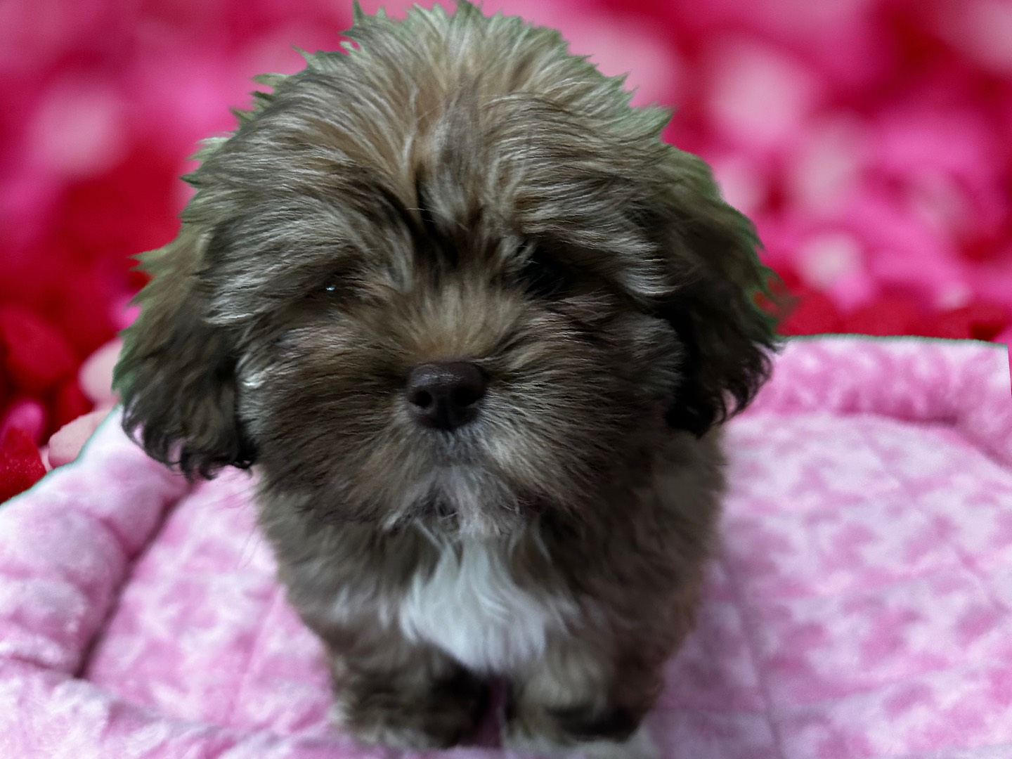 Lhasa Apso - Puppies R Us