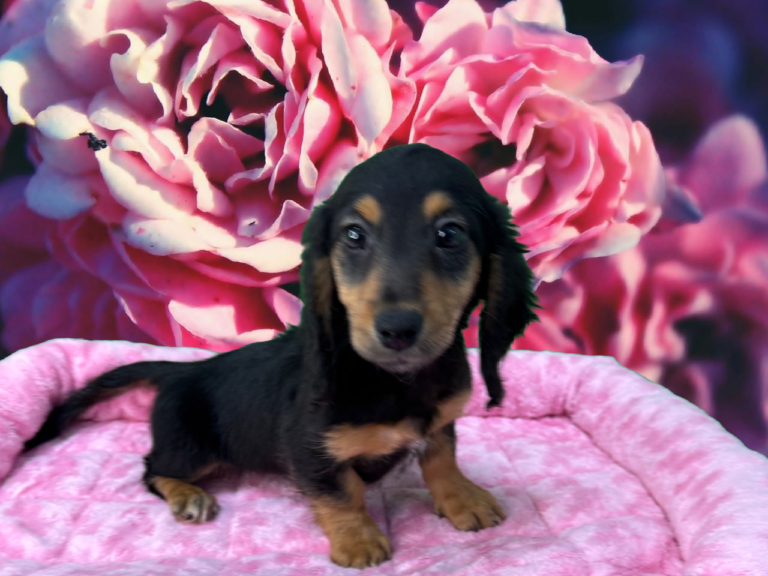 Available Puppies - Puppies R Us in Bridgeville, DE