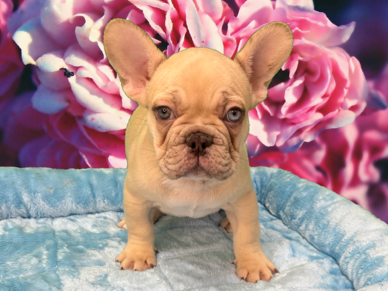 French Bulldog - Puppies R Us